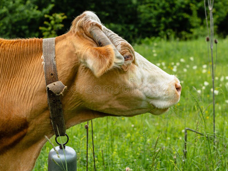 298 Cow Bell Neck Stock Photos - Free & Royalty-Free Stock Photos from ...
