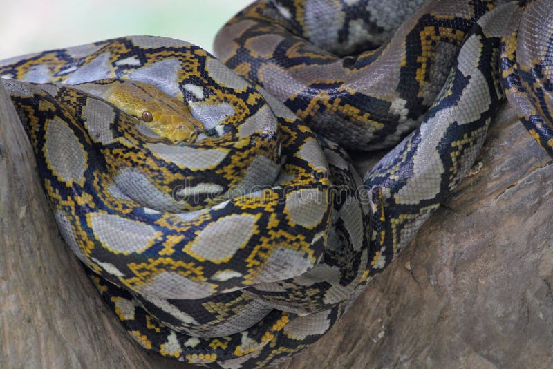 Close Up Head Burmese Python in Body on Stick Tree at Thailand Stock ...