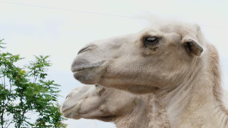 Arabian Camel Head Close-Up Stock Image - Image of front, arabian: 17687303