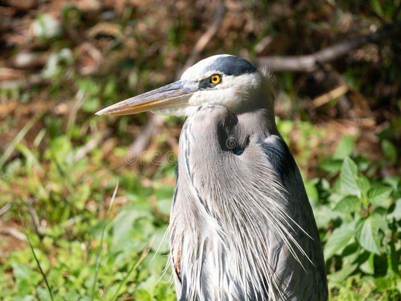 Close Up of the Head and Chest of a Great Blue Heron Stock Photo ...