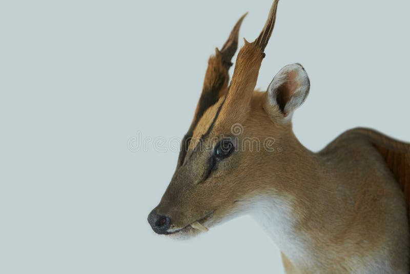 Close-up of Head of Common Duiker Trophy on the Wall. Stock Photo ...