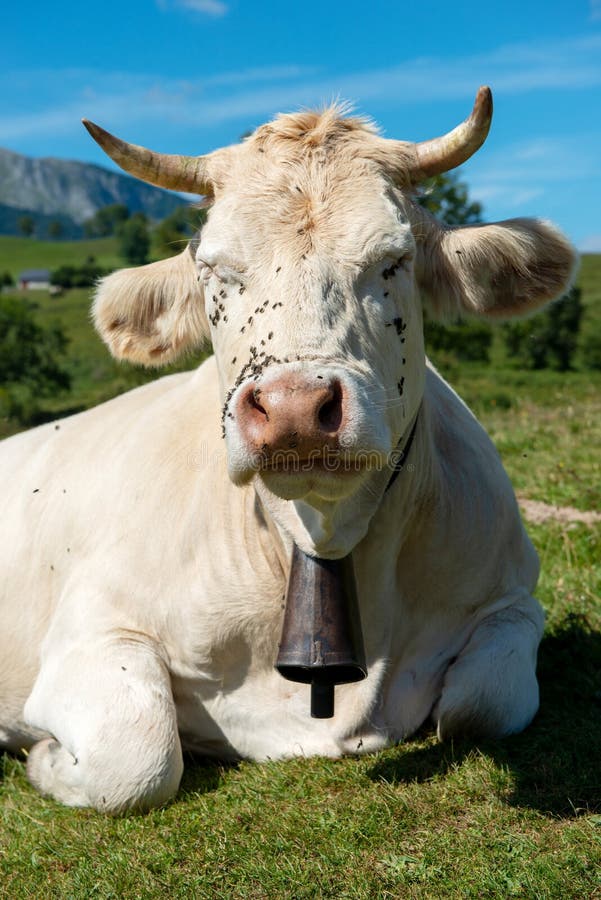 Close Up of Head of Cow with Cowbell Stock Photo - Image of graze ...