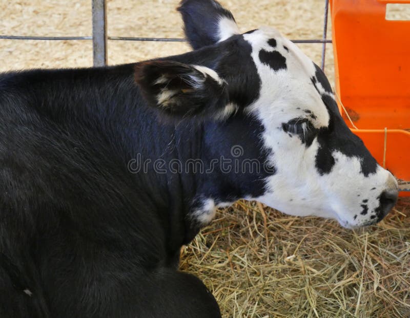 Close Up of the Head of a Cow Stock Photo - Image of cattle, ranch ...