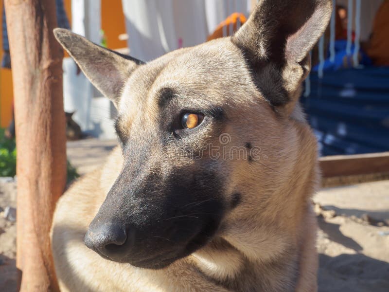 Close Up Head of Dog Facing Left Stock Image - Image of nose, closeup ...