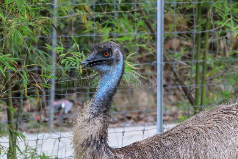 Emu is looking camera stock image. Image of fauna, head - 162054389