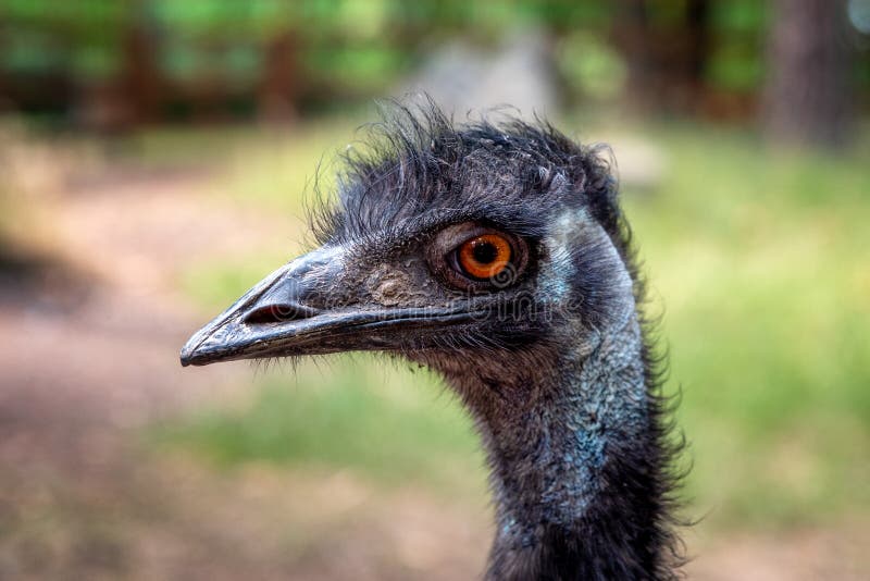 Close Up of the Head of an Emu Stock Image - Image of bird, beak: 267400583