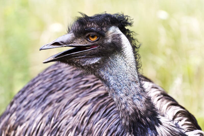 Emu head and upper neck stock image. Image of plumage - 132945289