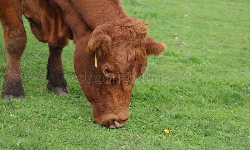 Tan Colored Beef Cow and Calf Standing Together Looking at Camera in a ...