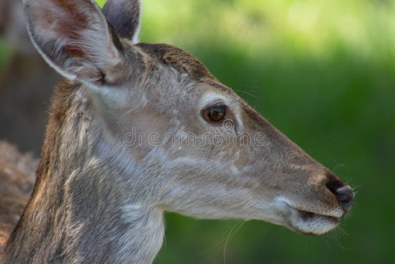 Close-up of the Head of a Female Deer. Stock Image - Image of detail ...