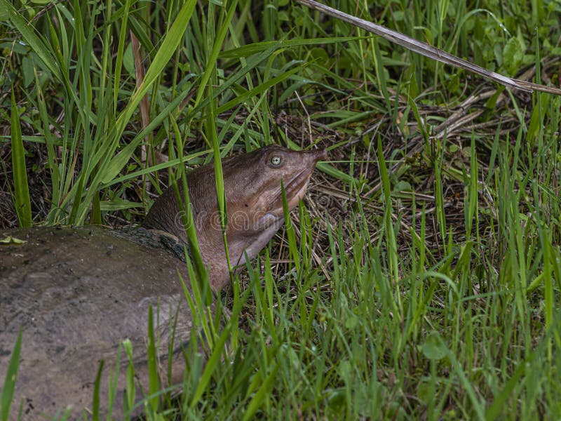 Face of a Florida Softshell Turtle Stock Photo - Image of grass, skin ...