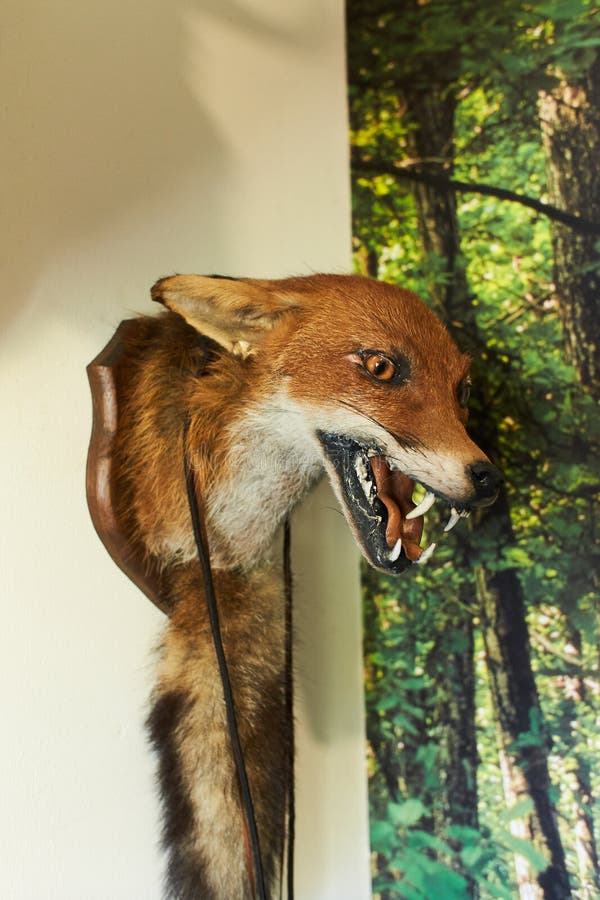 Close-up of Head of Fox Trophy on the Wall. Stock Image - Image of ...