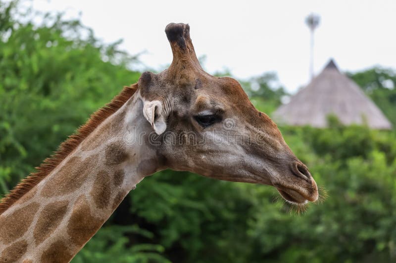 Close Up Head Giraffe in the Garden Stock Photo - Image of hide ...