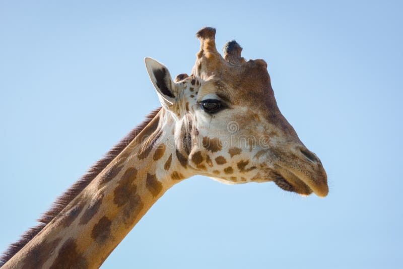 Giraffe Looking down stock photo. Image of down, angle - 334784