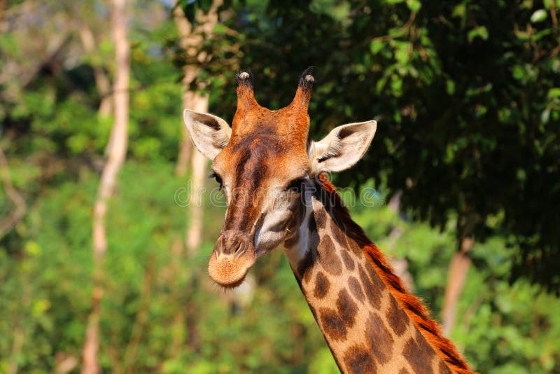 Close-up Head of a Giraffe in the Zoo, Thailand,Asia. Stock Image ...