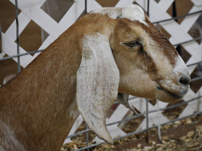 21,766 Head Goat Photos - Free & Royalty-Free Stock Photos from Dreamstime