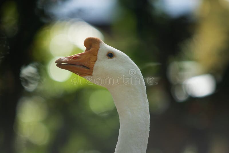 Head of goose stock image. Image of rural, meadow, gras - 3031403