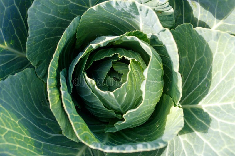 A Close Up of a Head of Green Cabbage Stock Photo - Image of growth ...