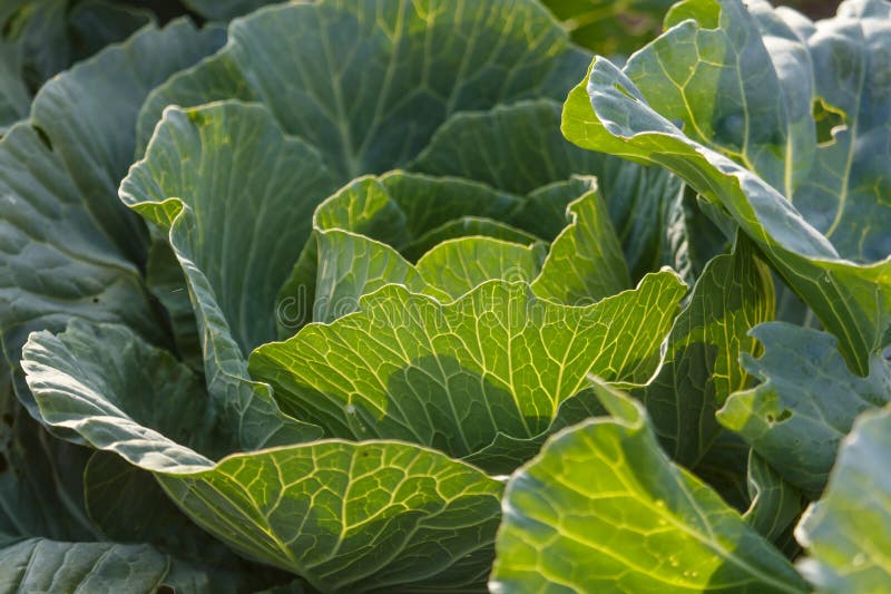 A Close Up of a Head of Green Cabbage Stock Photo - Image of closeup ...