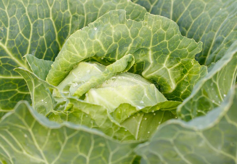 A Close Up of a Head of Green Cabbage Stock Photo - Image of farming ...