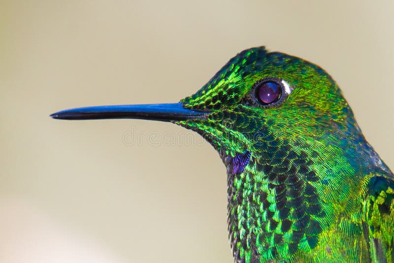 Close-up of the Head of Green Hummingbird Stock Image - Image of close ...