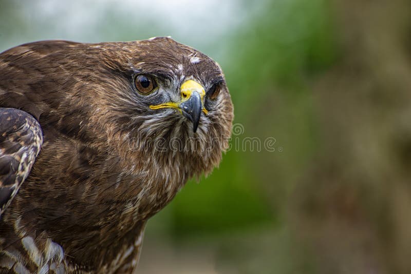 Close-up of the Head of an Hawk Stock Photo - Image of feather, hawk ...
