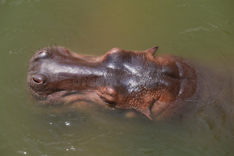 Close Up Head Hippopotamus in the River Stock Image - Image of fauna ...