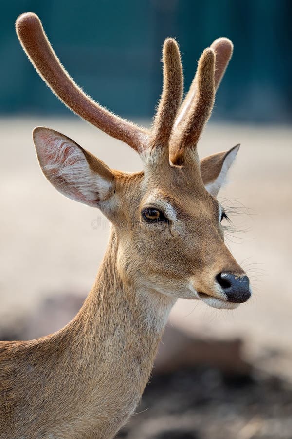 Close Up Head and Horn of Deer Isolated on Background Stock Image ...