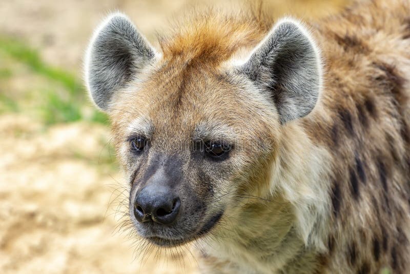 Hyena head stock photo. Image of sunrise, drive, animal - 28993988