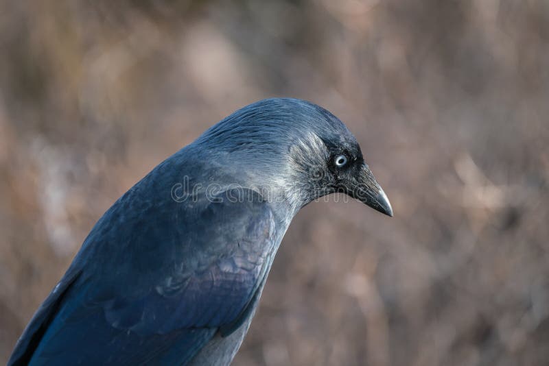 Close Up of the Head of a Jackdaw Corvus Monedula Stock Photo - Image ...