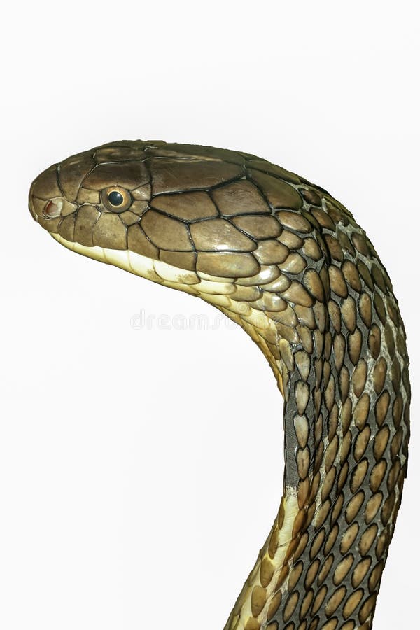 Coiled King Cobra Stock Photos - Free & Royalty-Free Stock Photos from ...
