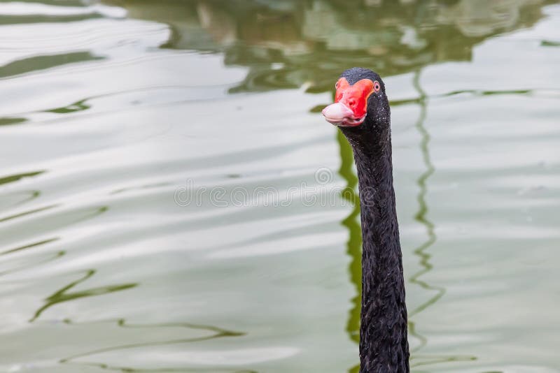 Close-up on the Head with a Long Neck of a Black Swan Stock Photo ...