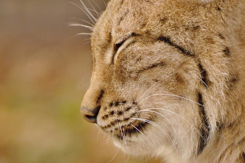 Close up head of Lynx. stock image. Image of prey, portrait - 90994451