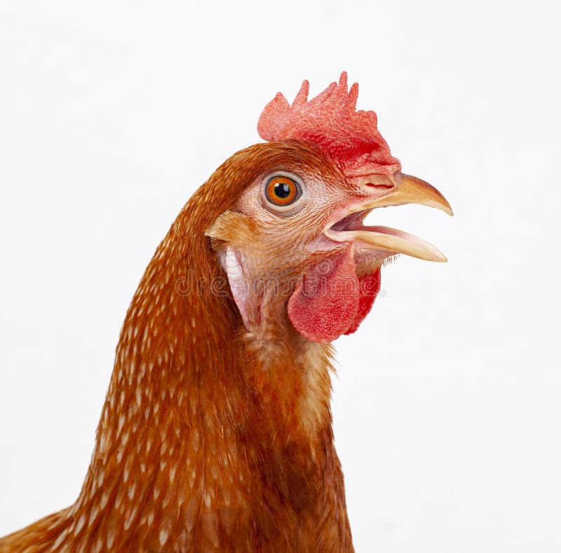 Head of Chicken Hen Shock and Funny Surprising Isolated White Ba Stock ...