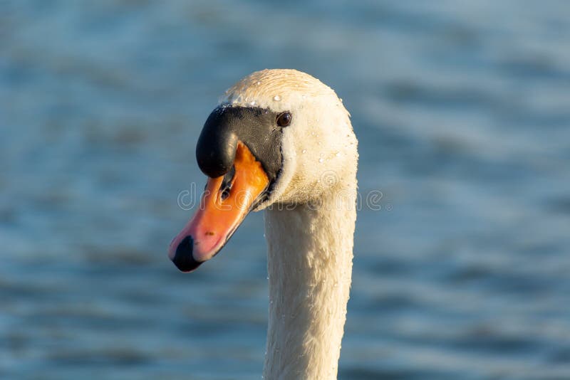 Close-up of the Head and Neck of a White Swan Stock Image - Image of ...