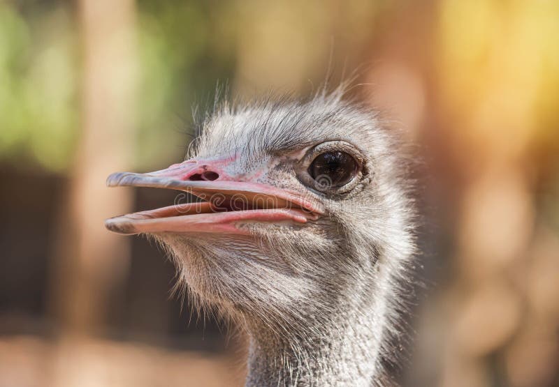 Close Up Head of Ostrich Struthio Camelus Stock Image - Image of fauna ...