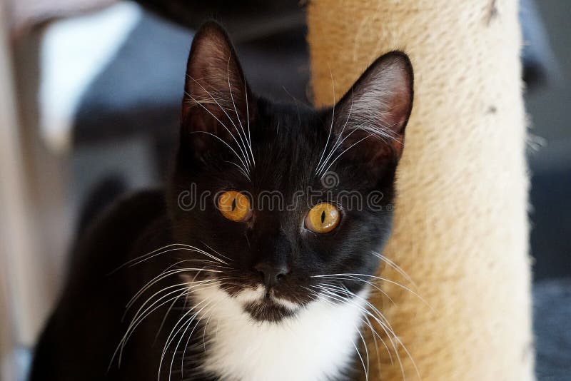 A Post-shot of a Warning Sign for a Sharp Left Turn Stock Image - Image ...