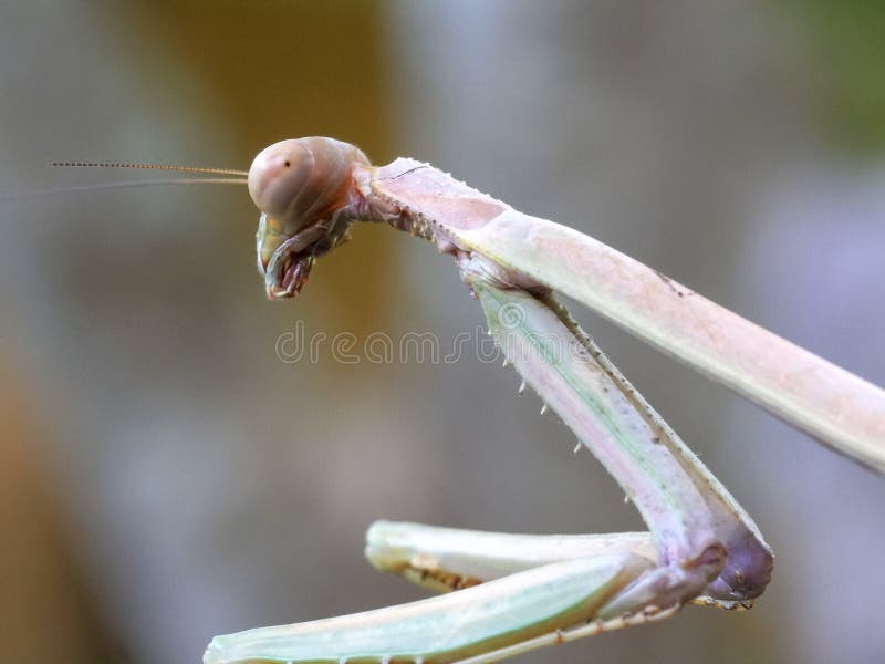 Close Up of the Head of a Praying Mantis Stock Image - Image of insect ...