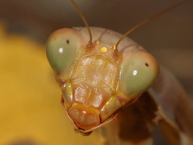 Close-up of the Head of a Praying Mantis Insect (Mantis Religiosa Stock ...