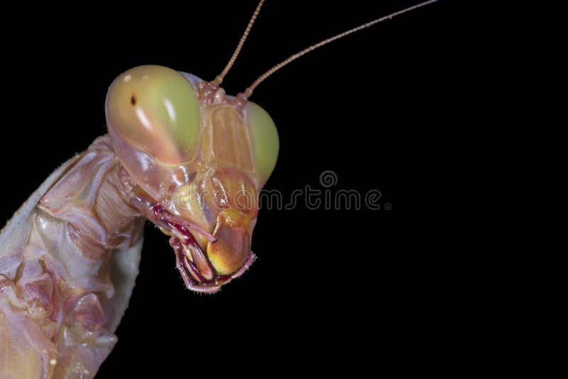 Head of Praying Mantis Isolated on Black Stock Image - Image of wild ...