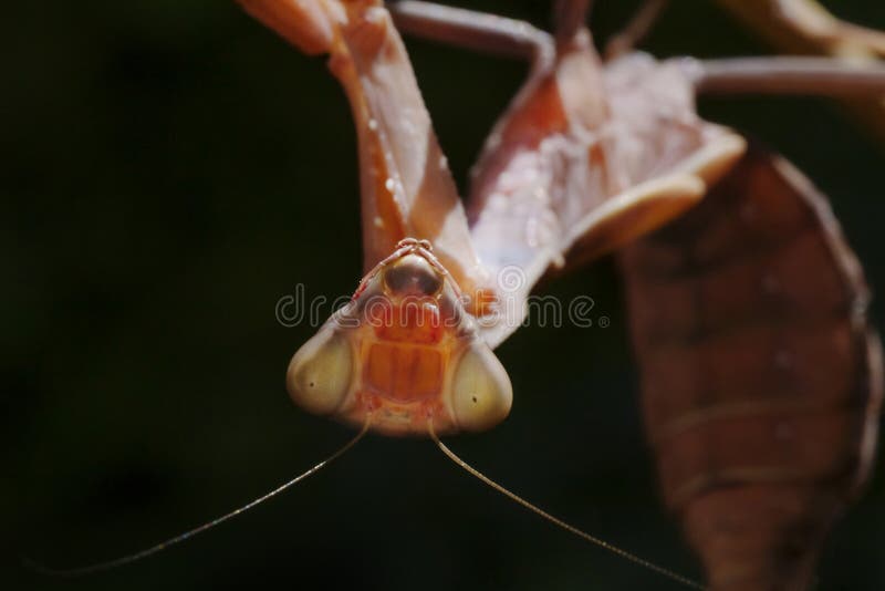 Close Up of Head of Praying Mantis Sitting on Dry Stem Stock Image ...
