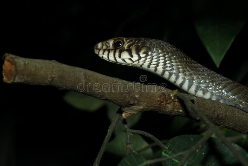Close Up Head Rat Snake on Stick Tree at Thailand Stock Image - Image ...