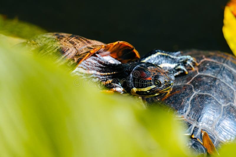 Staring Tortoise Wallpaper Stock Photos - Free & Royalty-Free Stock ...