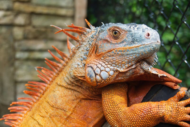 Portrait of Red Iguanas Chameleon or Lizard. Close-up Shot Head of ...