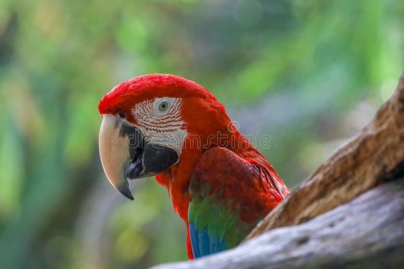 Close Up Head the Red Macaw Parrot Bird in Garden Stock Photo - Image ...