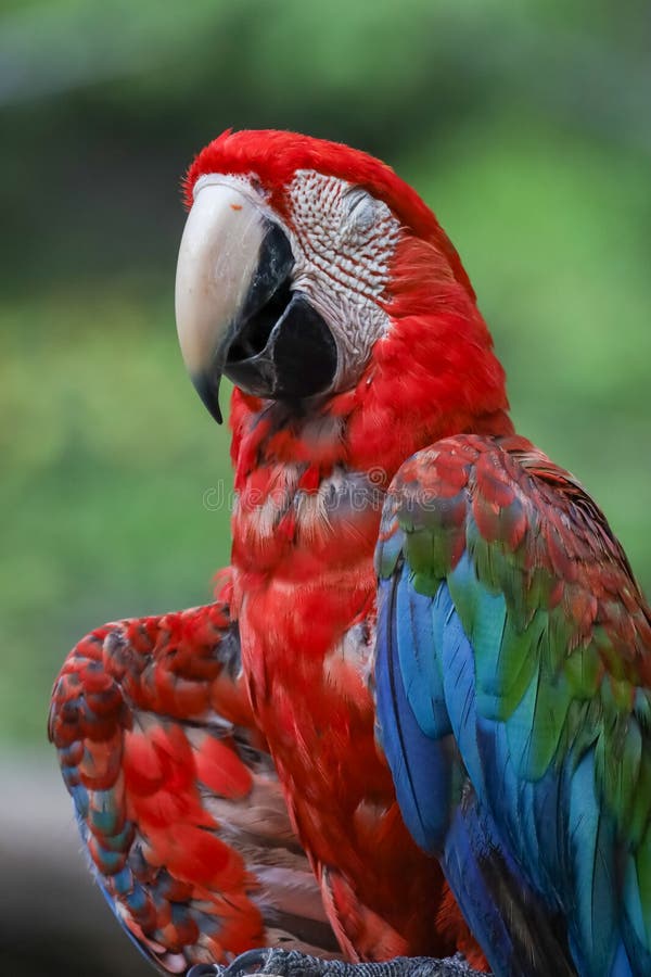 Close Up Head the Red Macaw Parrot Bird Stock Photo - Image of macaw ...
