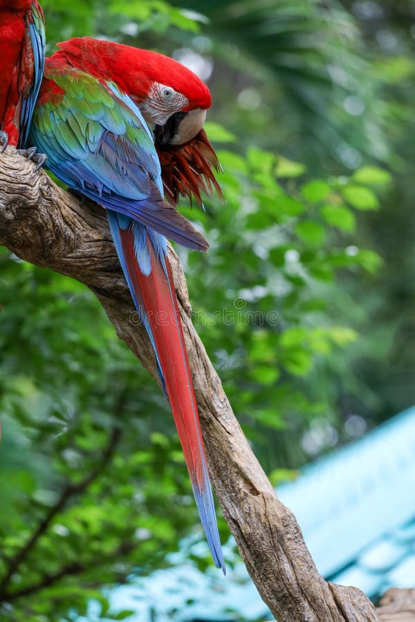 Close Up Head the Red Macaw Parrot Bird in Garden Stock Photo - Image ...