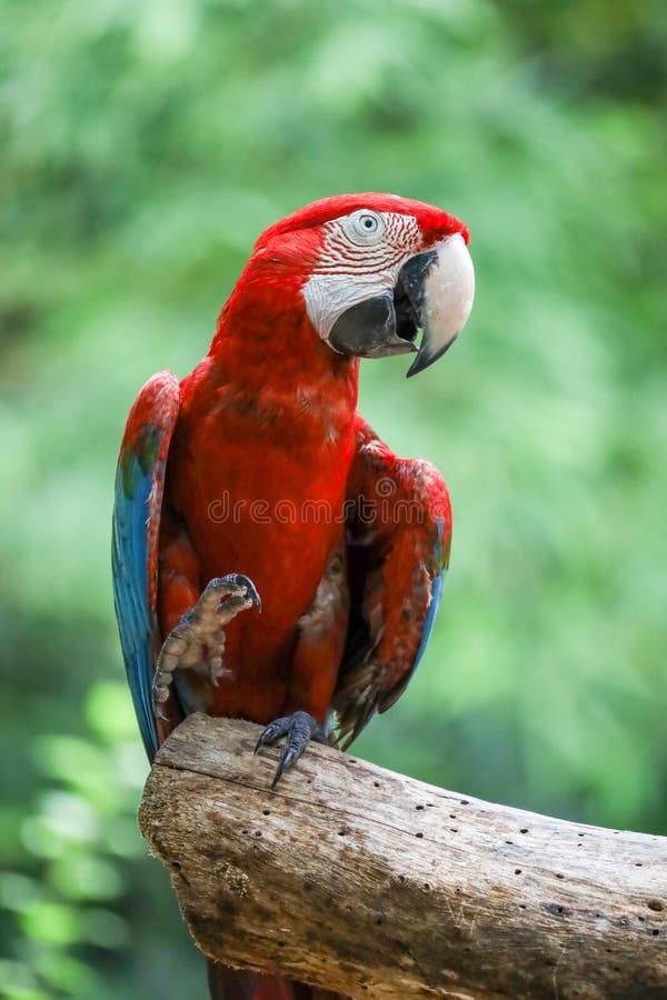 Close Up Head the Red Macaw Parrot Bird in Garden Stock Image - Image ...