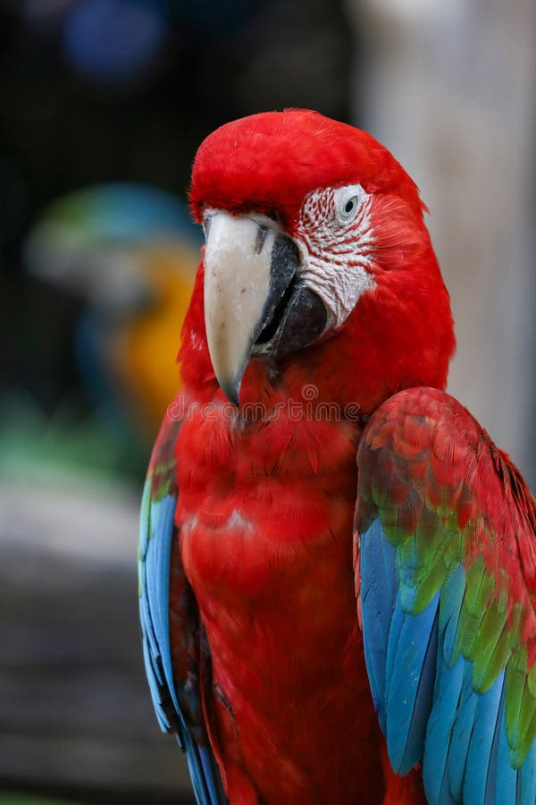 Close Up Head the Red Macaw Parrot Bird in Garden Stock Photo - Image ...
