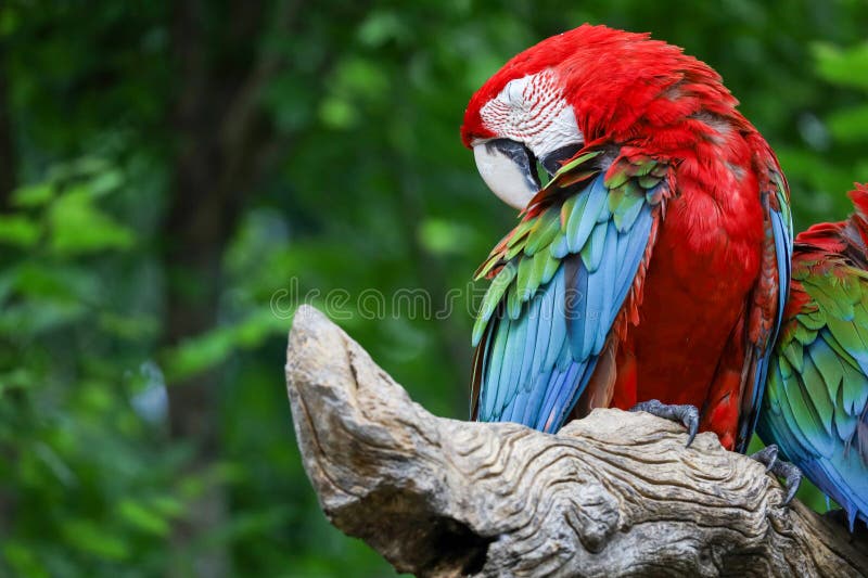 Close Up Head the Red Macaw Parrot Bird in Garden Stock Image - Image ...