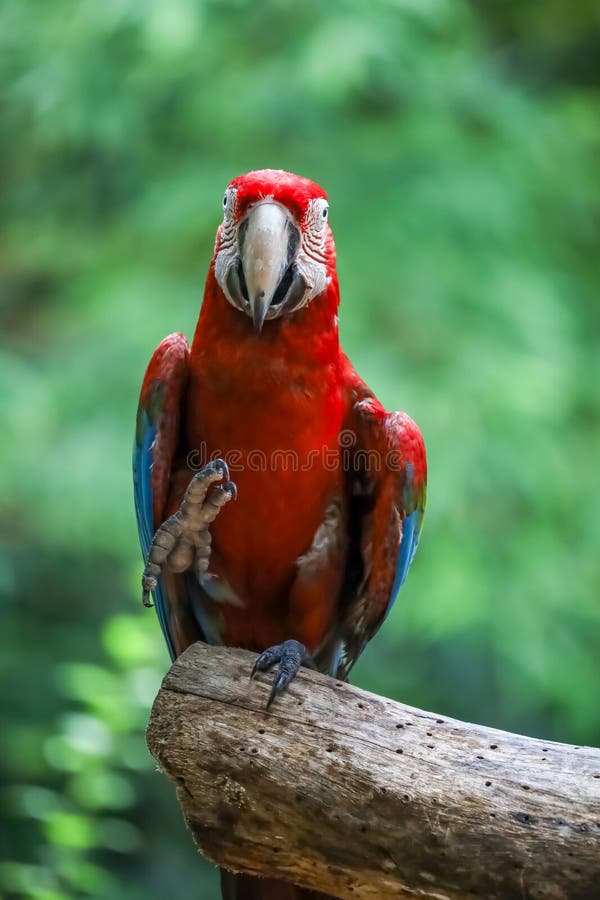 Close Up Head the Red Macaw Parrot Bird in Garden Stock Image - Image ...